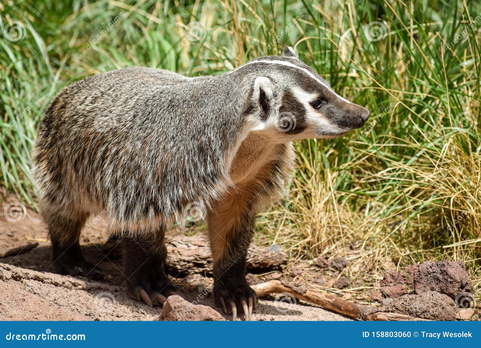 Cute close-up of a badger stock photo. Image of arizona - 158803060