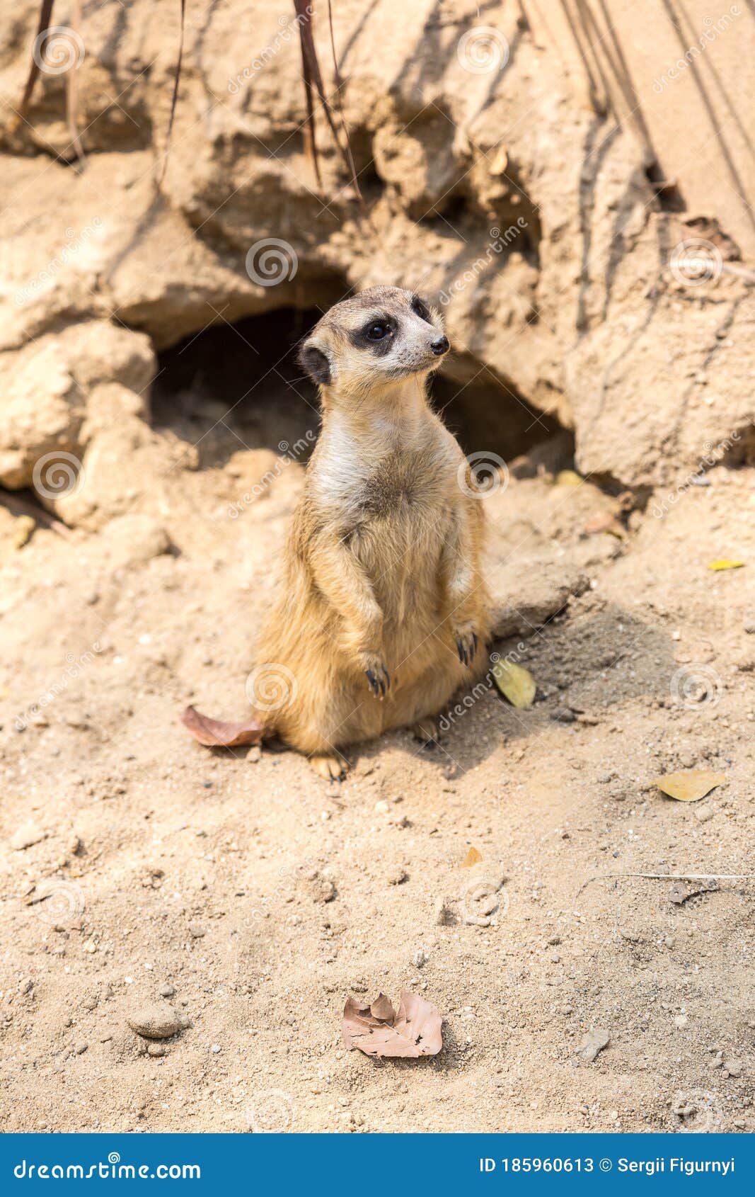 Cute close up surikat stock image. Image of surikat - 185960613