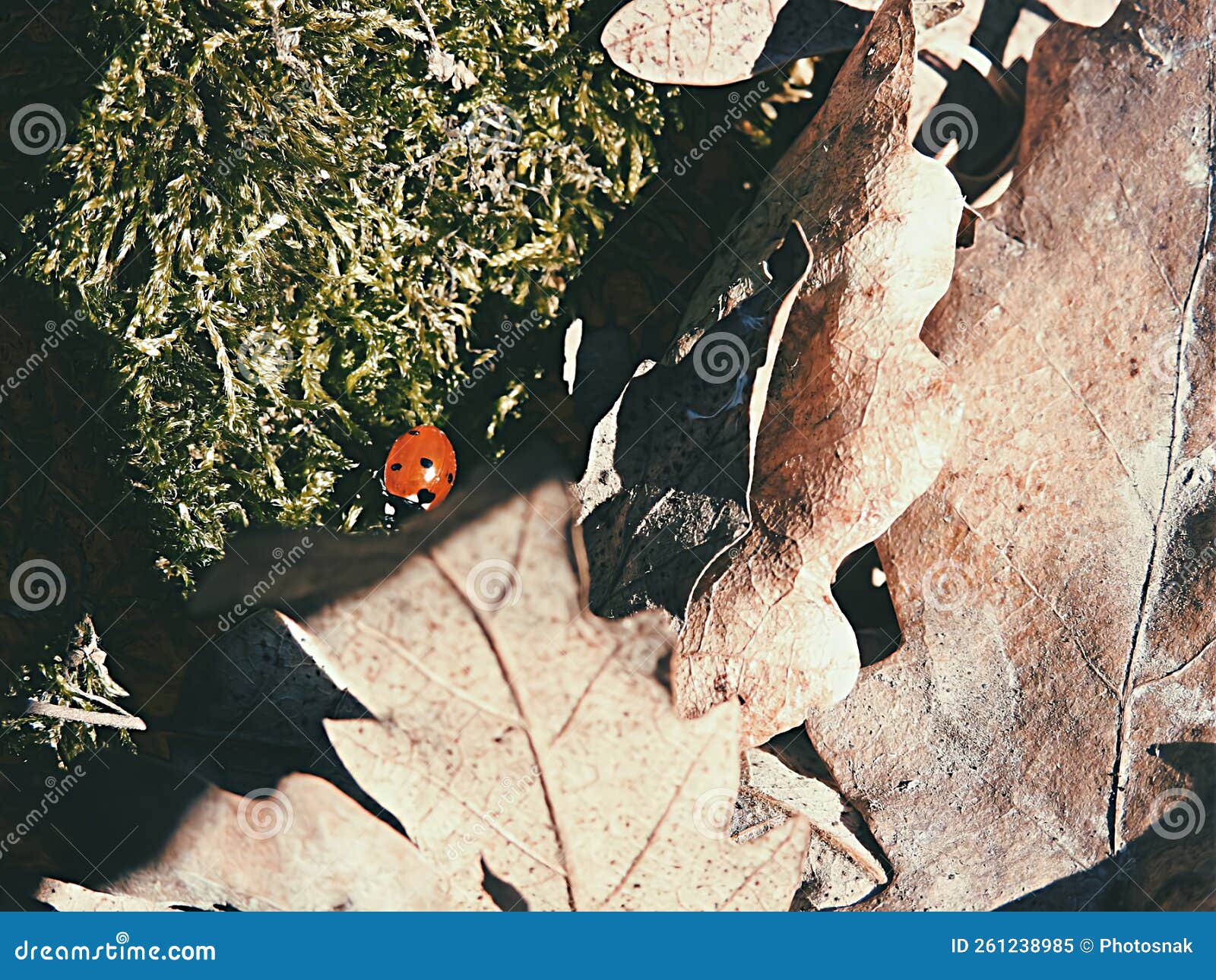 Cute Closeup of a Ladybug on Tree Moss Stock Image - Image of ladybug ...