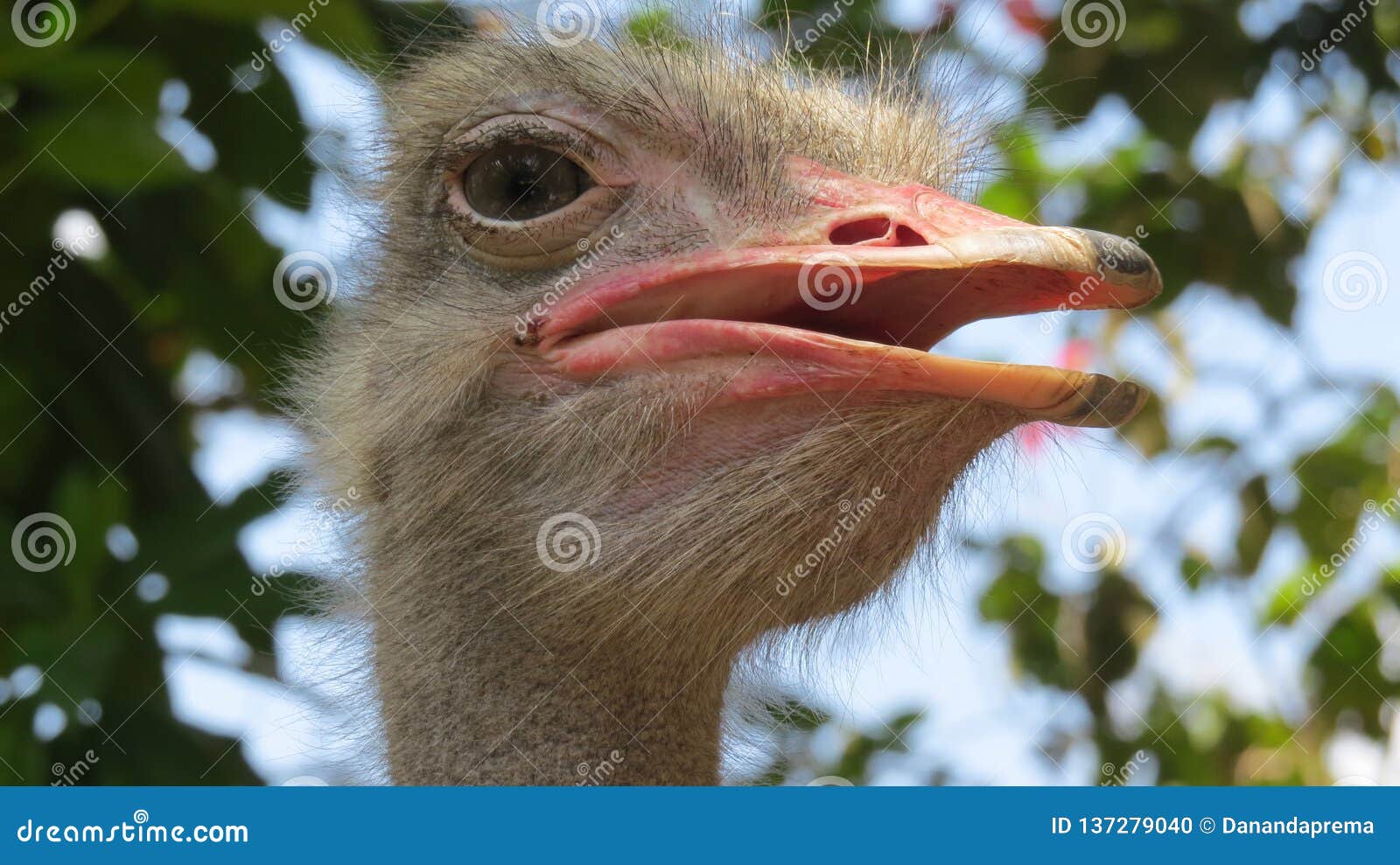 Pasbara/Ostrich Bird in Sri Lanka Stock Photo - Image of beautiful ...