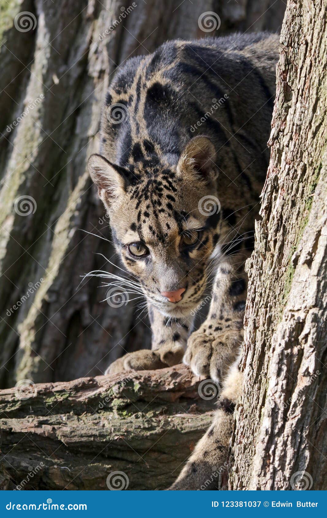 Clouded leopard stock image. Image of pattern, strong - 123381037