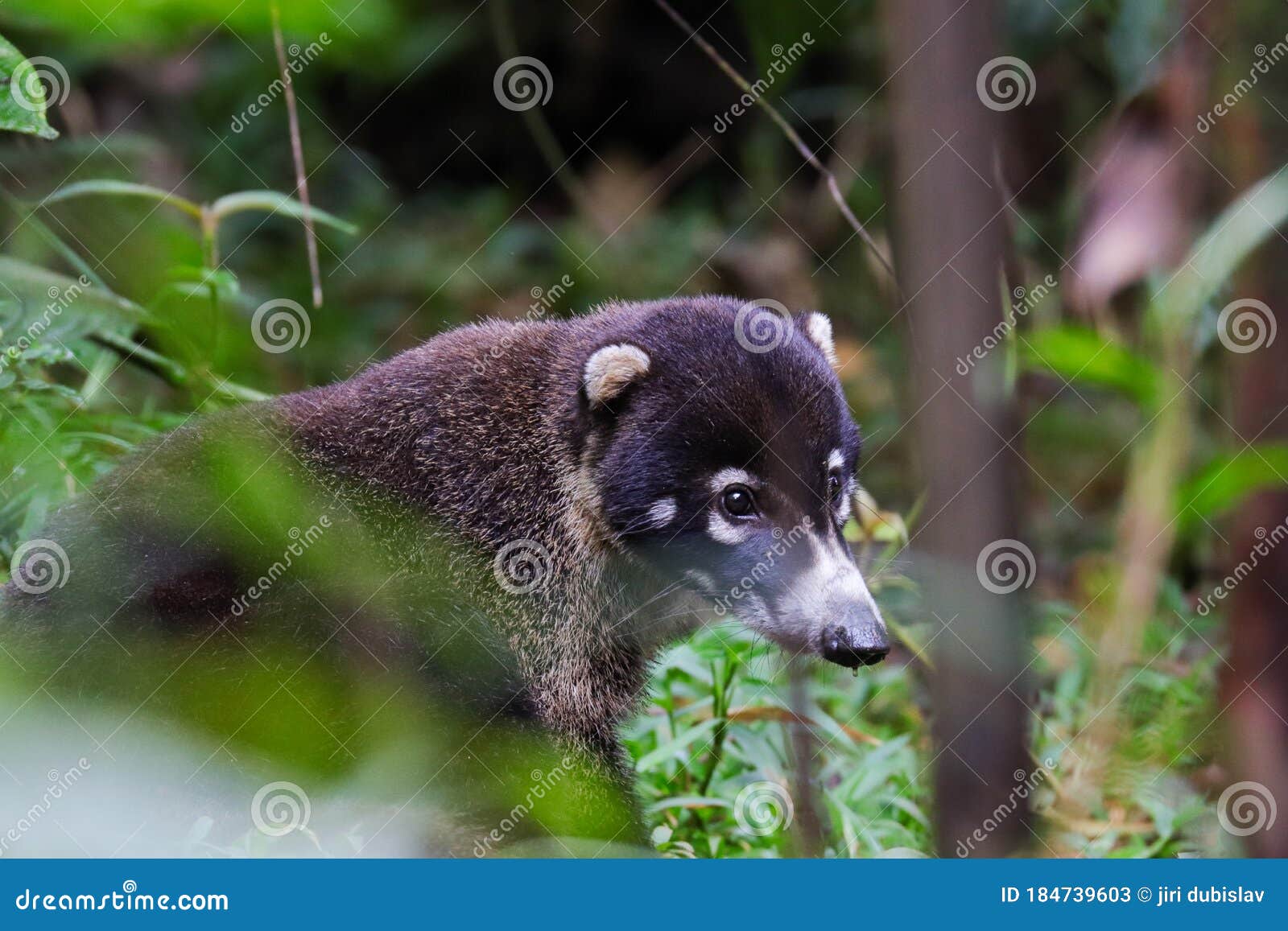 Cute Coati Bear from Costa Rica Stock Image - Image of primate, costa ...