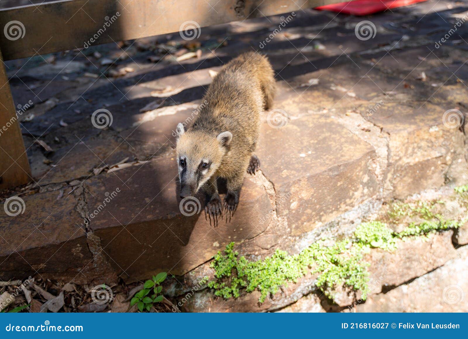 A cute Coati stock image. Image of climbing, costa, long - 216816027