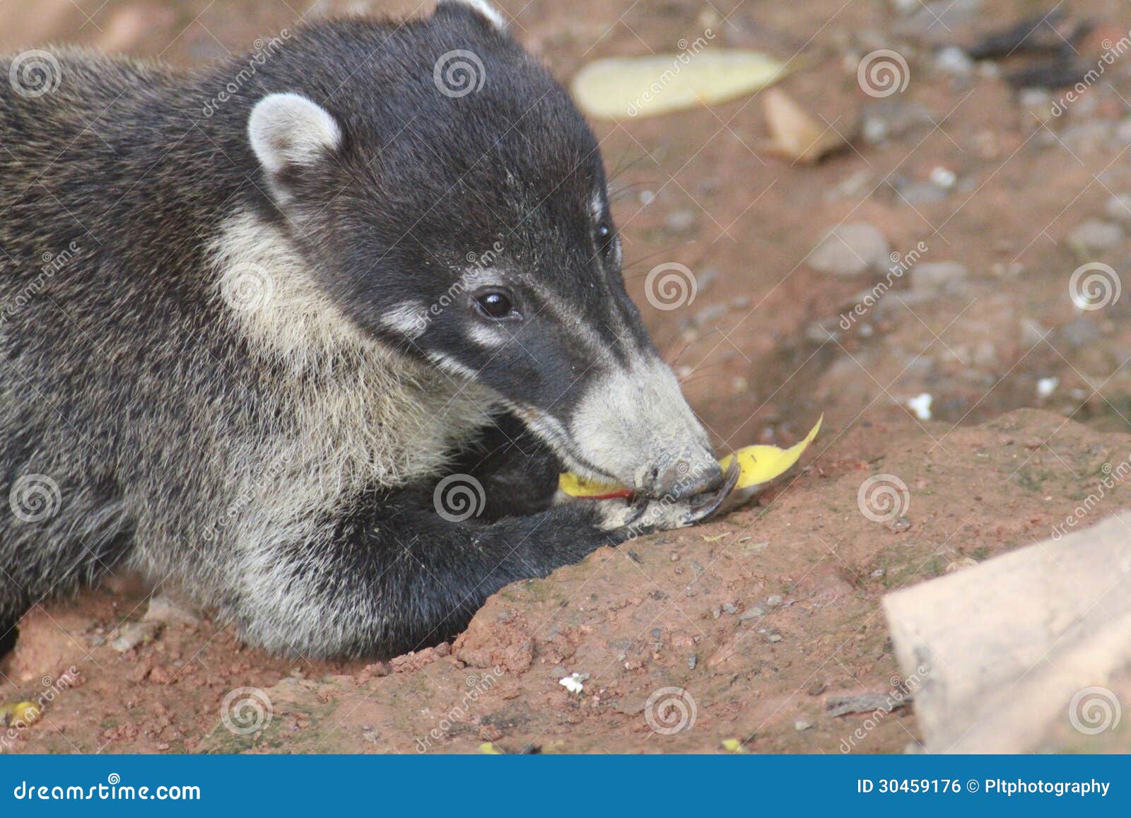 Cute Coati stock photo. Image of tropical, whitenosed - 30459176