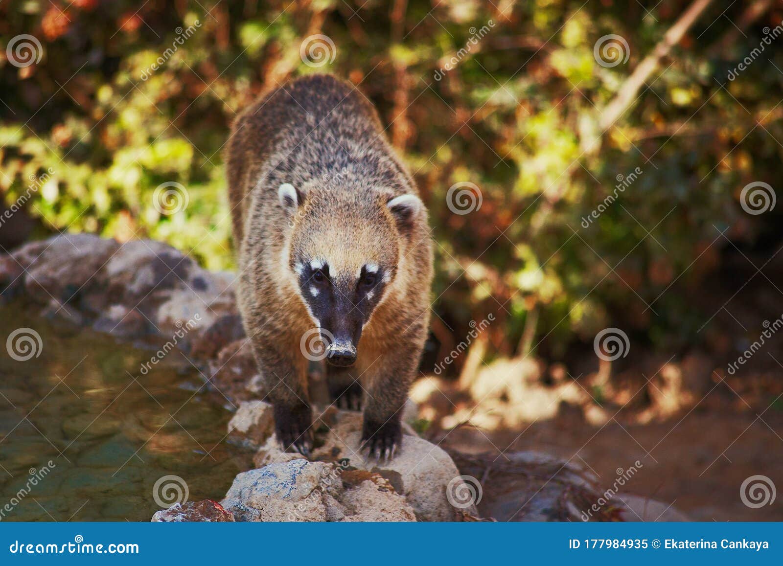 Cute Coati Wild Animal Closeup Stock Image - Image of coatimundi ...