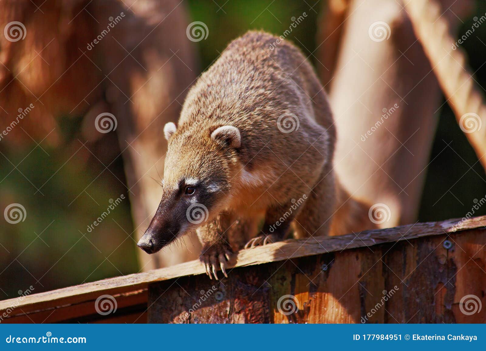 Cute Coati Wild Animal Closeup Stock Image - Image of forest, coatis ...