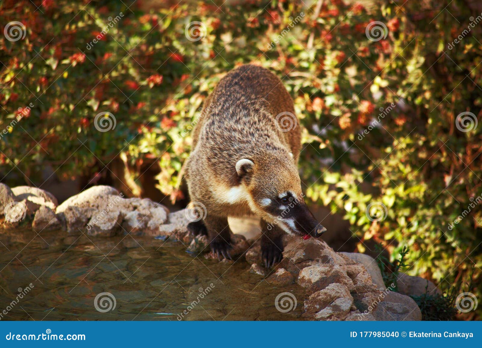 Cute Coati Wild Animal Closeup Stock Photo - Image of koati, central ...
