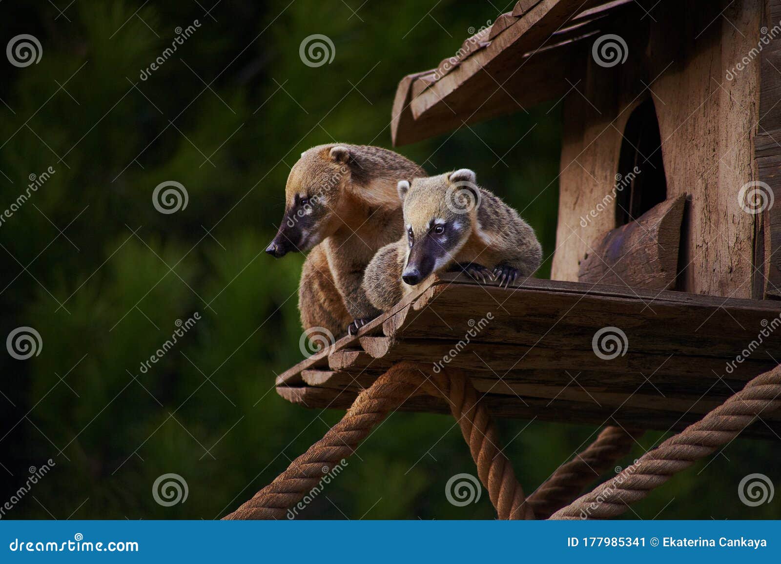 Cute Coati Wild Animal Closeup Stock Image - Image of brazil, panama ...