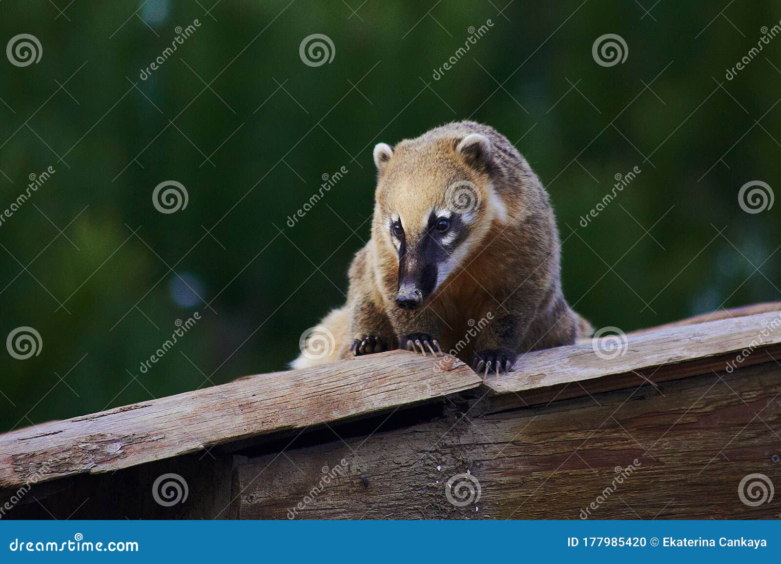 Cute Coati Wild Animal Closeup Stock Photo - Image of america, coatis ...