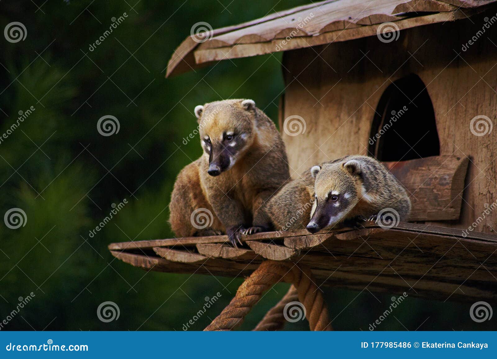 Cute Coati Wild Animal Closeup Stock Photo - Image of moist, america ...