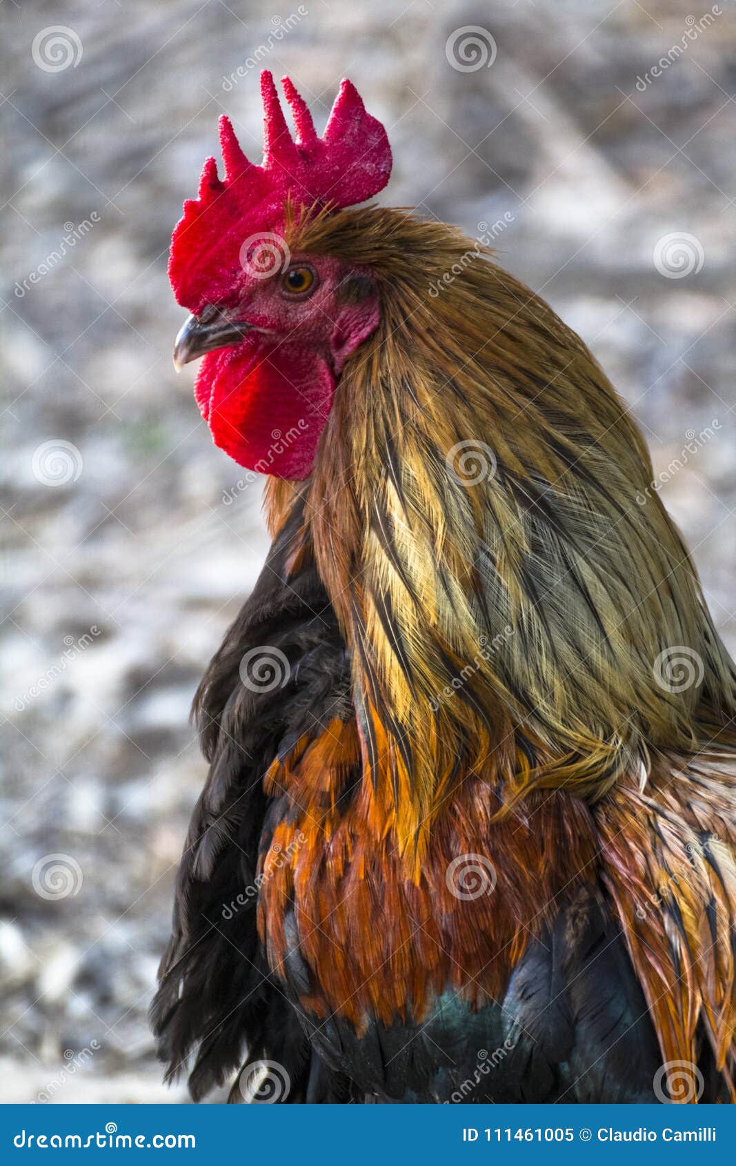 Rooster with big red Crest stock image. Image of nature - 111461005
