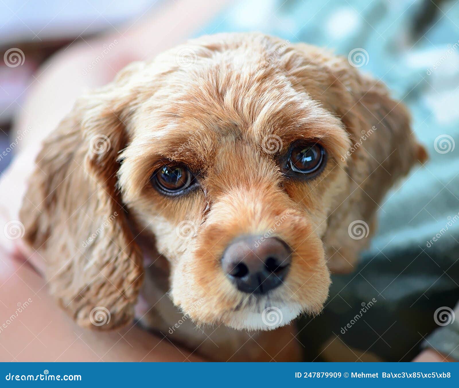 A cute cockapoo dog breed. stock image. Image of feather - 247879909