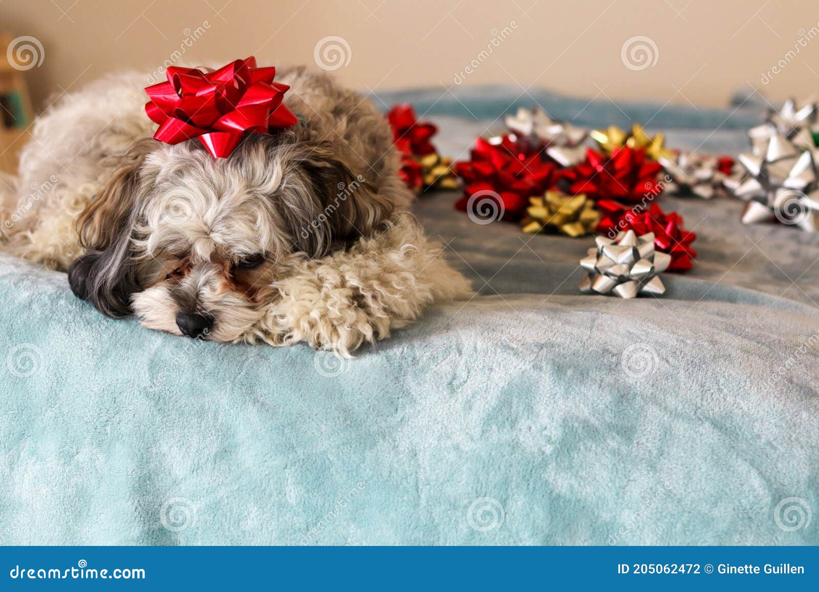 Cute Cockapoo Dog with a Red Bow His Head Stock Photo - Image of ...