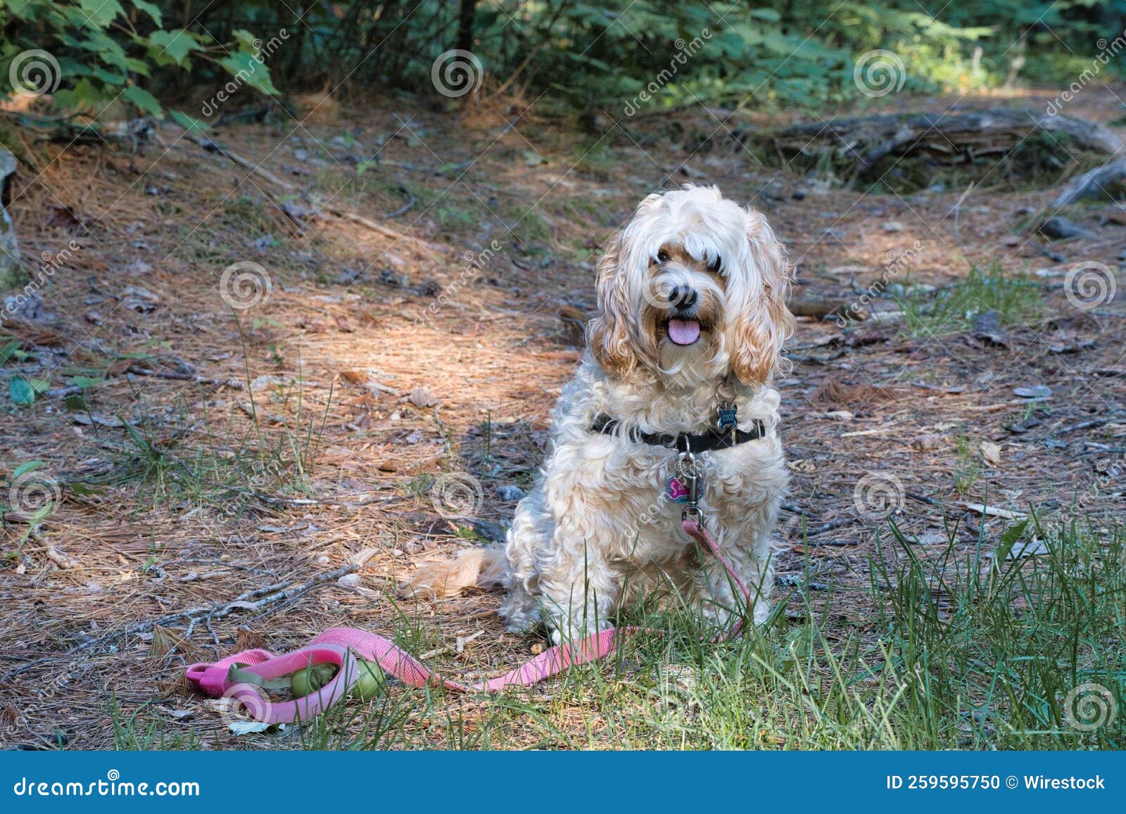 Cute Cockapoo Dog in the Woods. Stock Photo - Image of white, happy ...