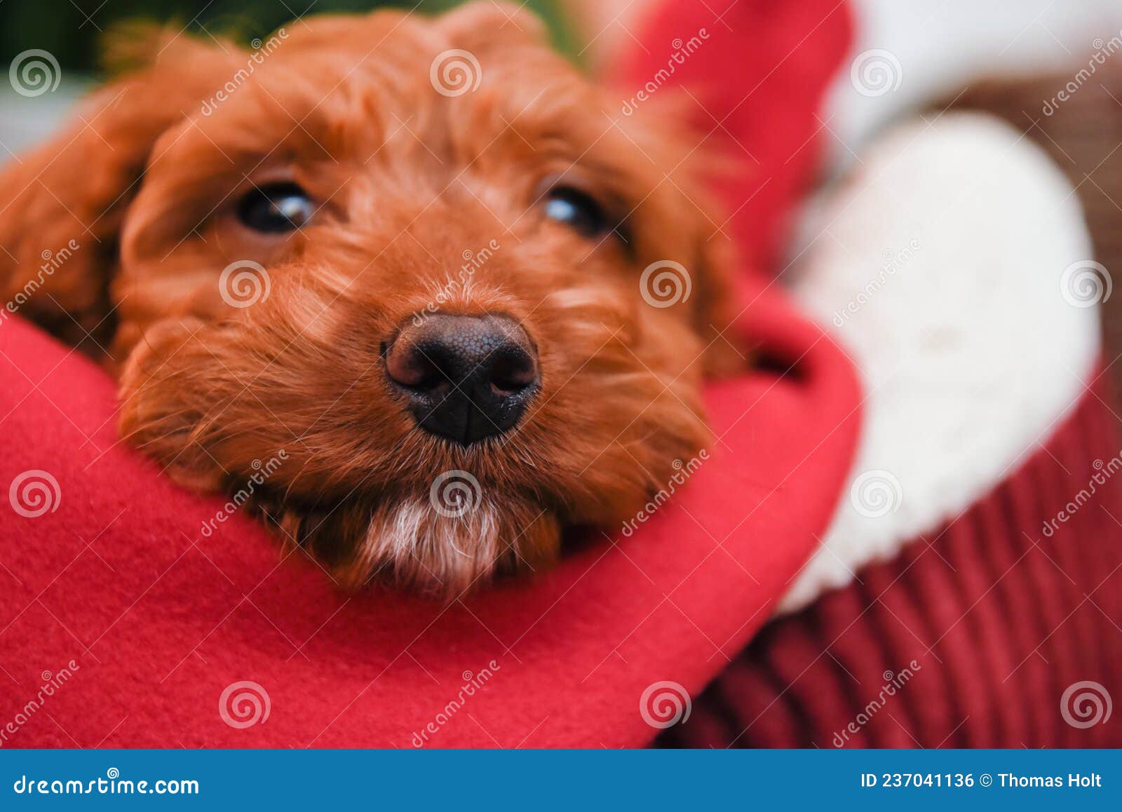 Cute Cockapoo Puppy Resting in Bed at Home after a Long Day Stock Photo - Image of brown, relax ...