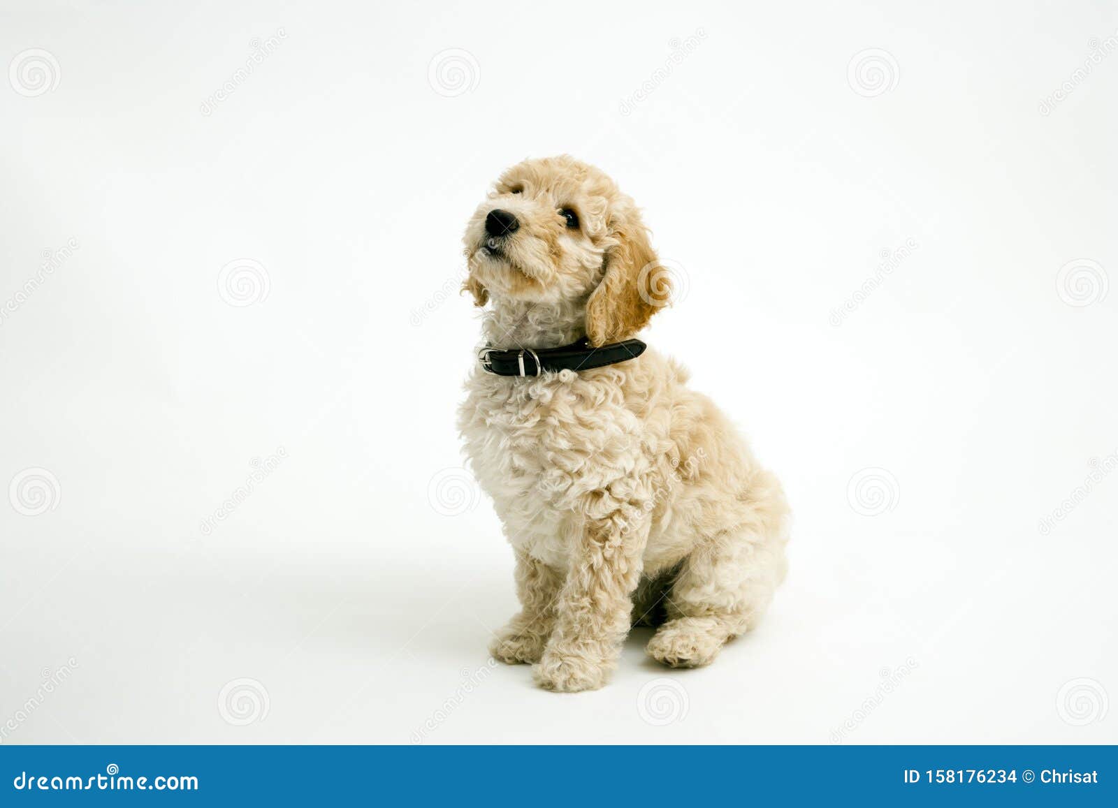 A Cute Cockapoo Puppy on a White Background Stock Photo - Image of ...