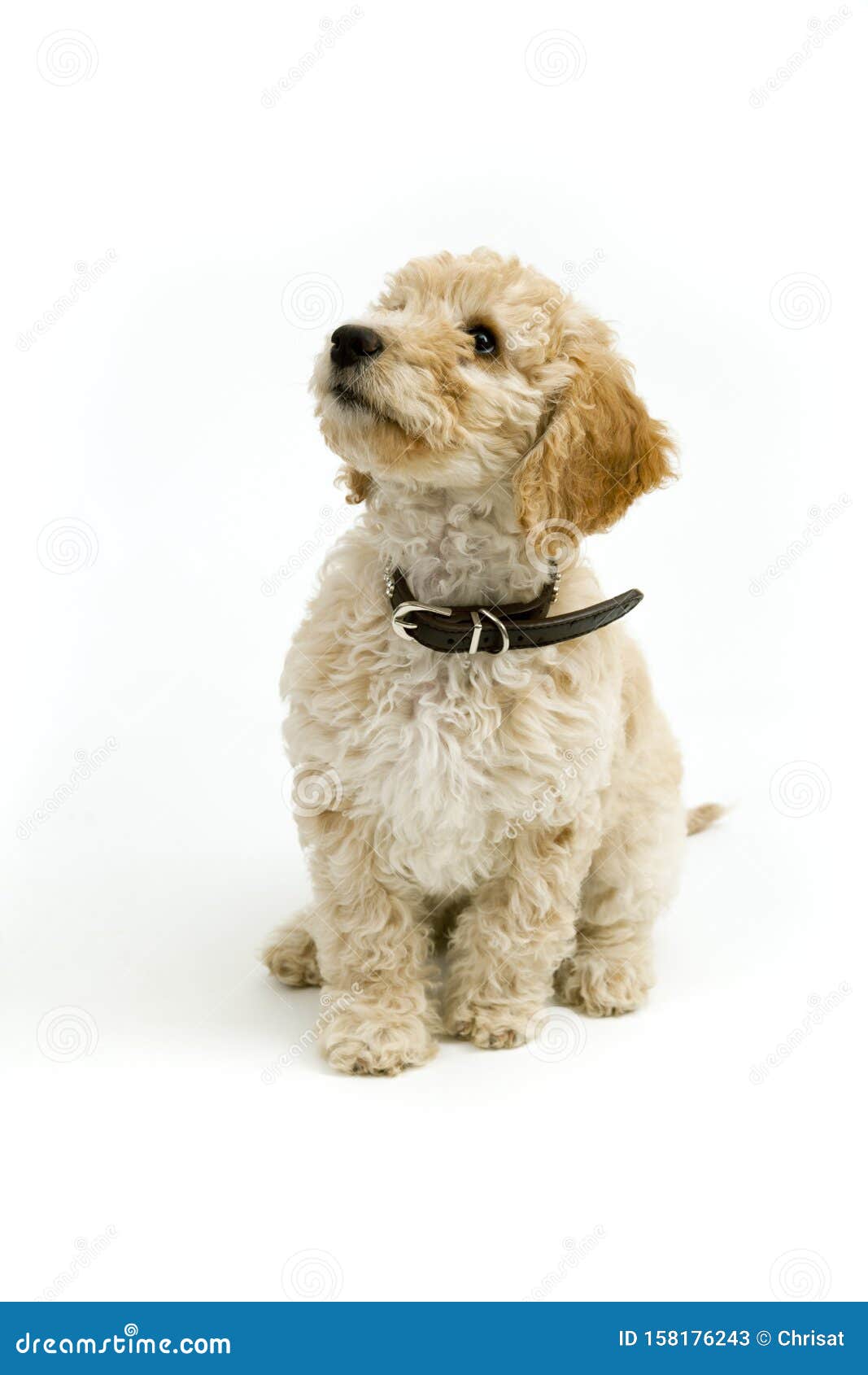 A Cute Cockapoo Puppy on a White Background Stock Image - Image of shot ...