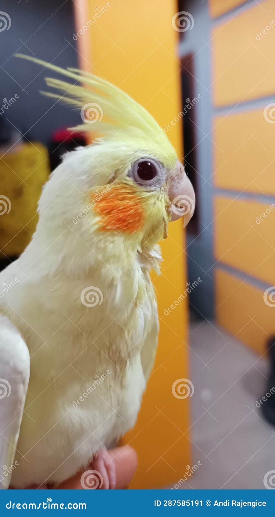 Cute Cockatiel with Red Eye Stock Image - Image of chicken, parakeet ...
