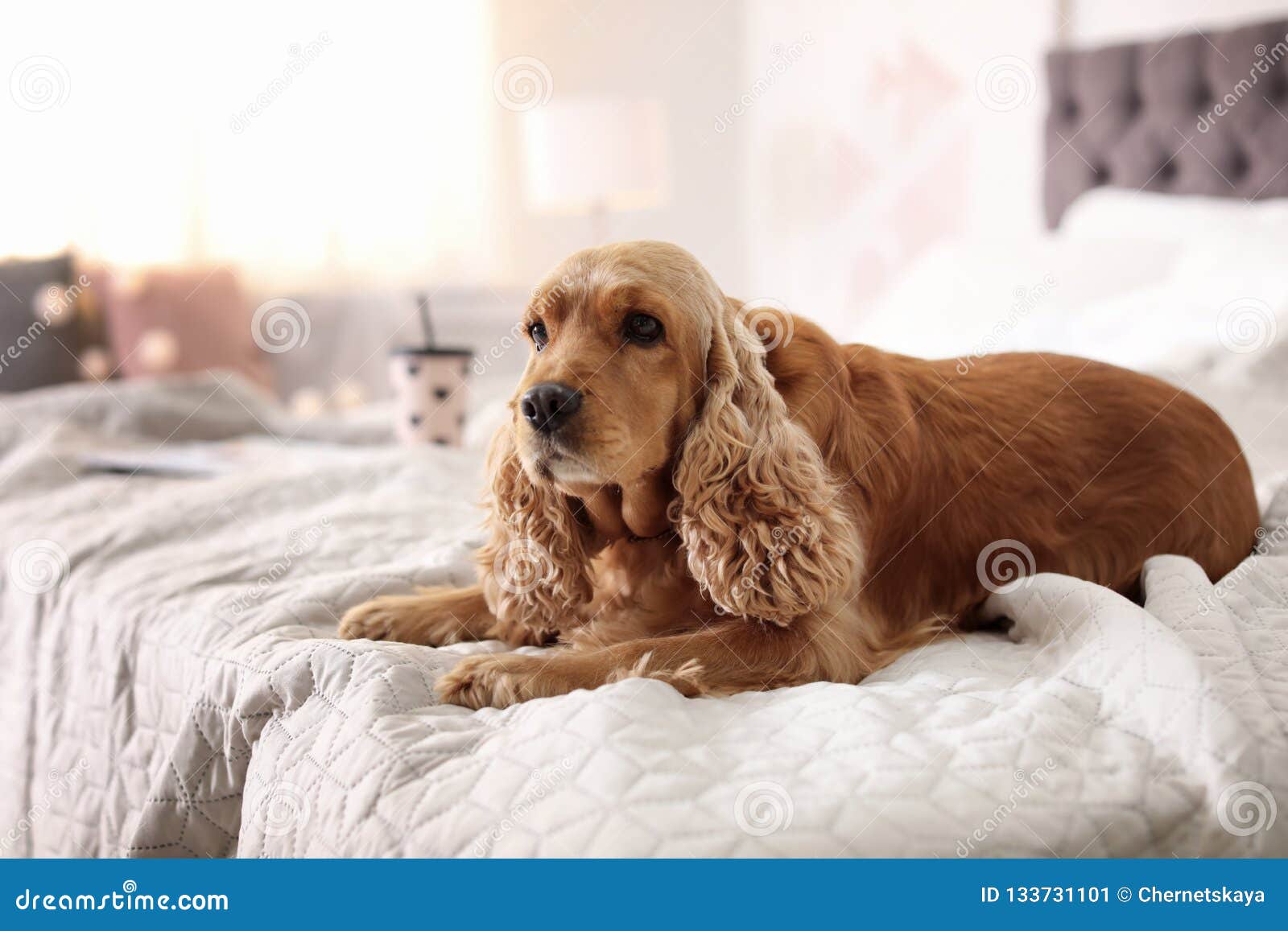 Cute Cocker Spaniel Dog on Bed at Home. Stock Image - Image of chill ...