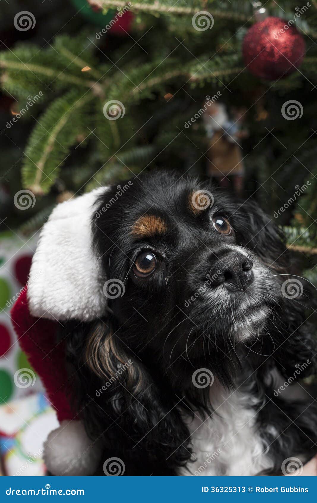 A Cute Cocker Spaniel in Front of a Christmas Tree with a Santa Stock ...