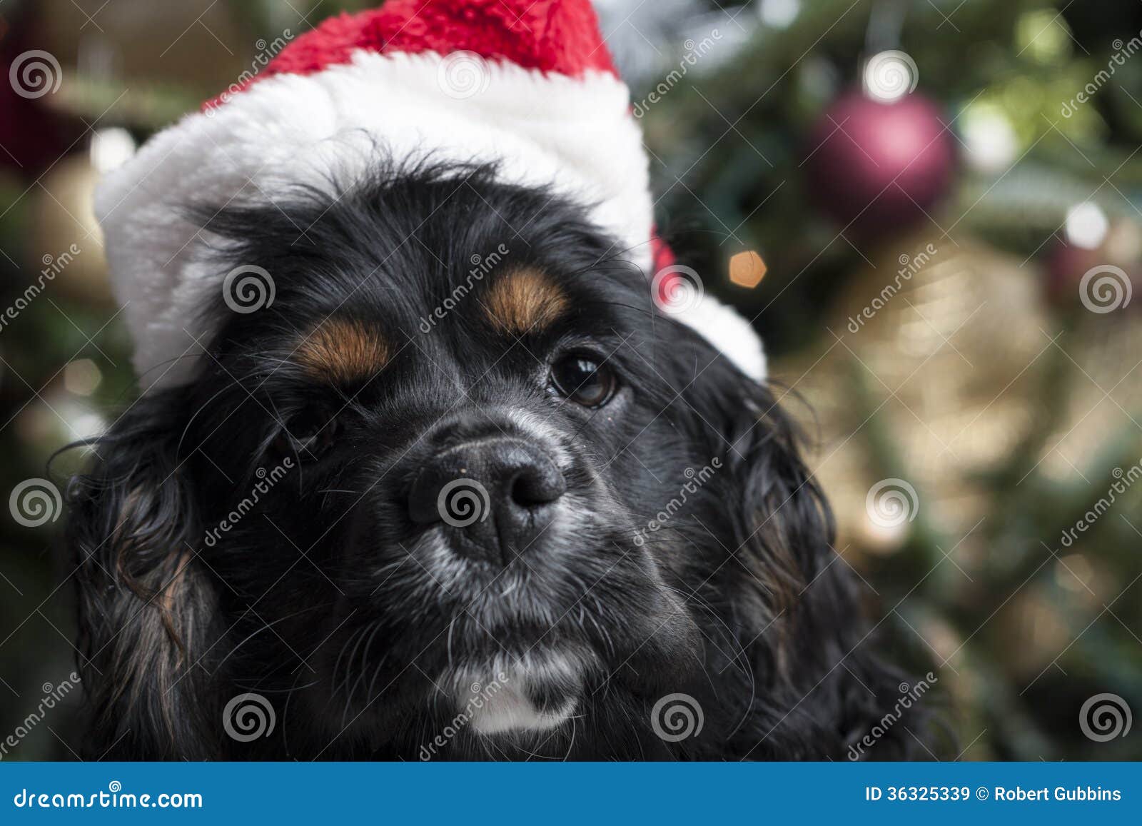 A Cute Cocker Spaniel in Front of a Christmas Tree with a Santa Stock ...