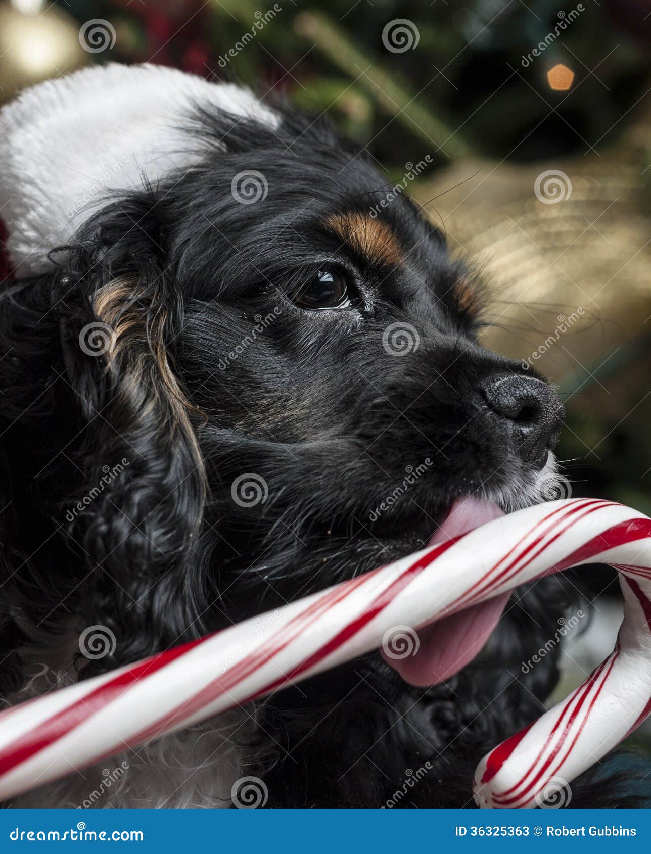 A Cute Cocker Spaniel in Front of a Christmas Tree with a Santa Stock ...