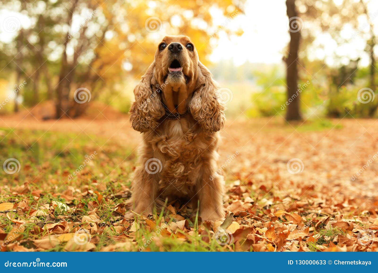 Cute Cocker Spaniel in Park Stock Image - Image of cocker, cheerful ...