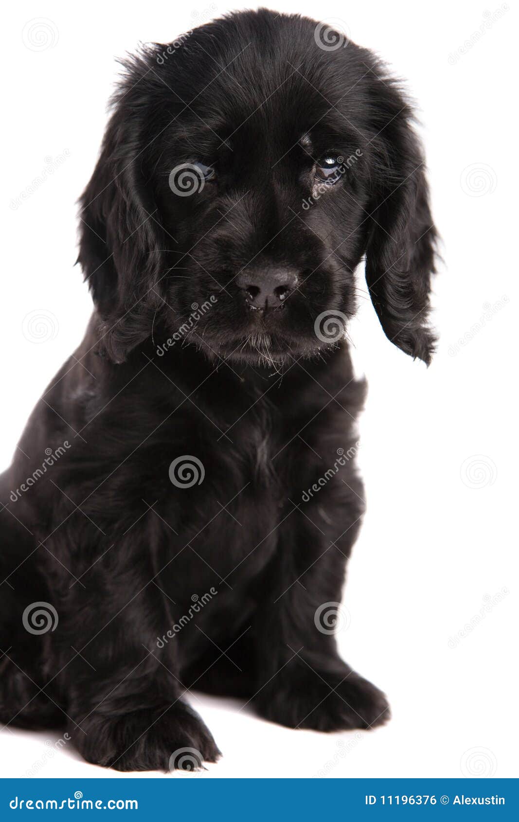 Cute cocker spaniel puppy stock photo. Image of life - 11196376