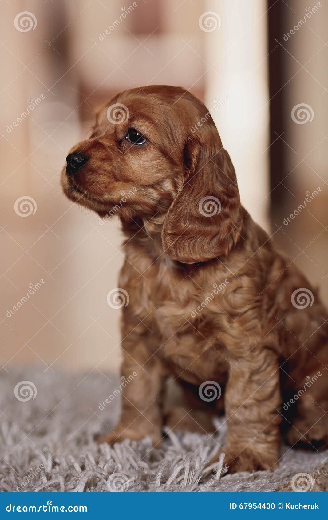 Cute Cocker Spaniel Puppy Close Up. Stock Photo - Image of roan, eyes ...