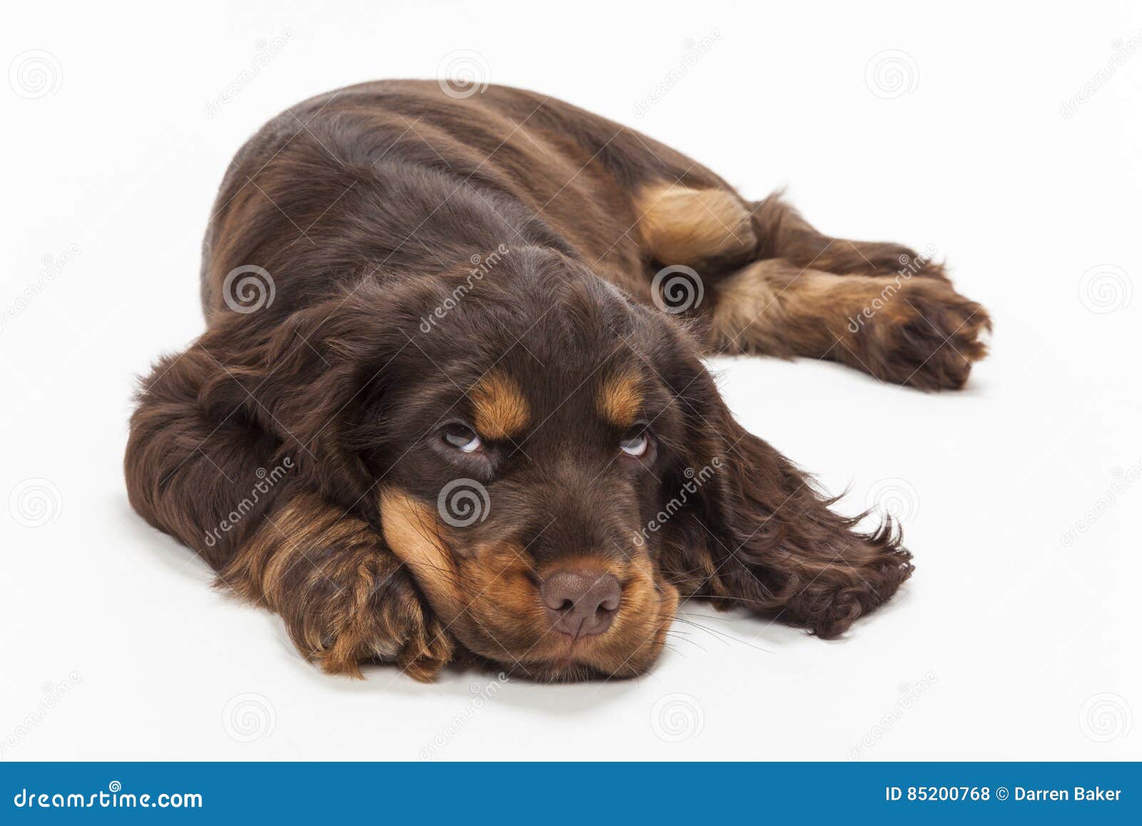 Cute Cocker Spaniel Puppy Dog Looking Up Stock Photo - Image of ...