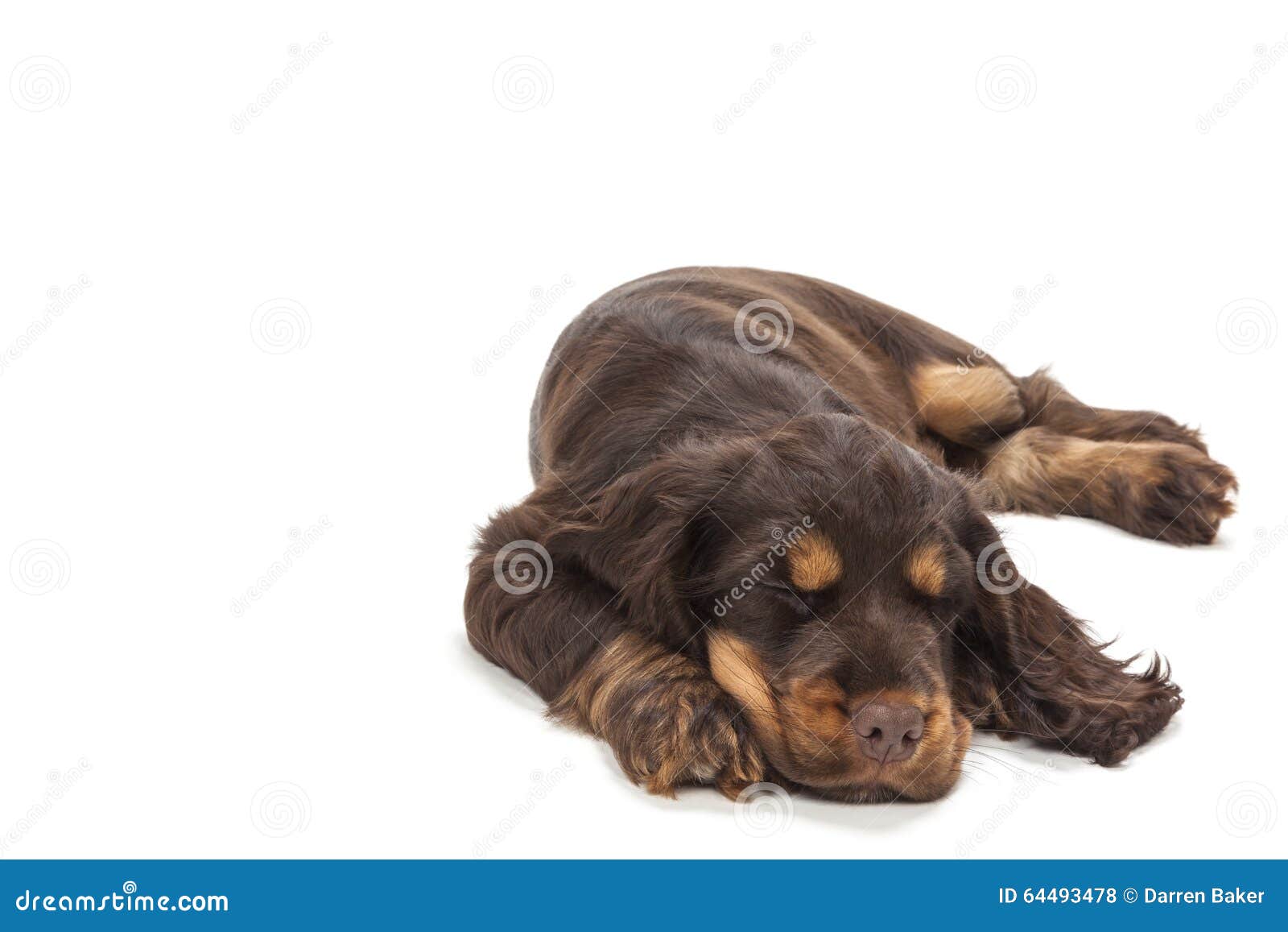 Cute Cocker Spaniel Puppy Dog Sleeping Stock Photo - Image of studio ...