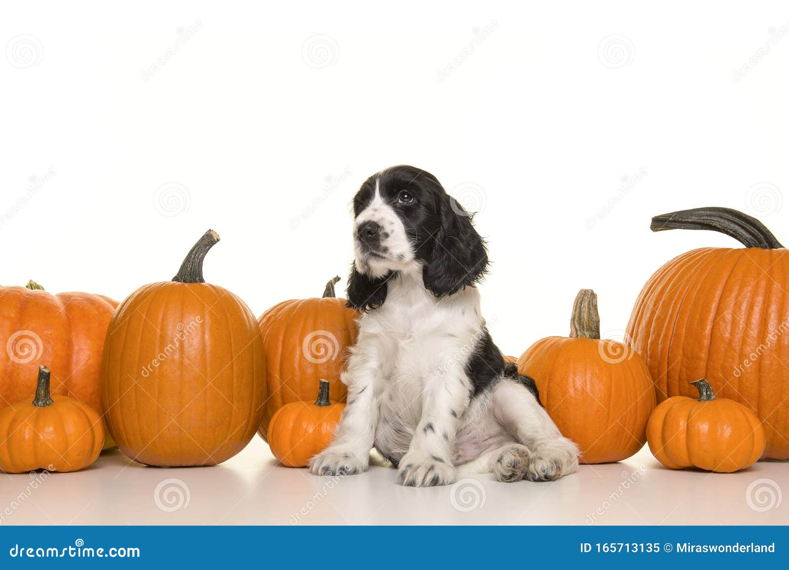 Cute Cocker Spaniel Puppy Sitting between a Row of Orange Pumpkins 库存图片 ...