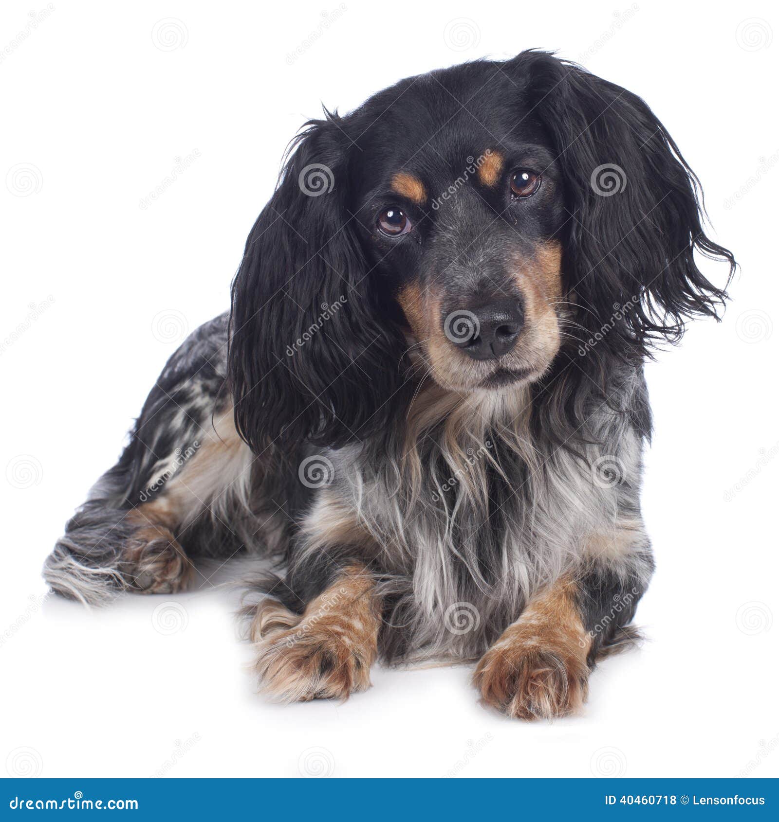 354 Cockerspaniel Photos - Free & Royalty-Free Stock Photos from Dreamstime