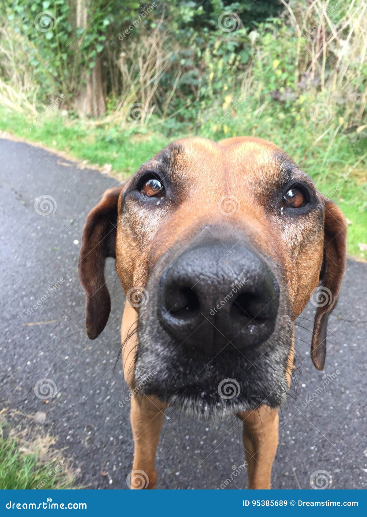 Cute cog stock image. Image of cute, beautiful, eyes - 95385689