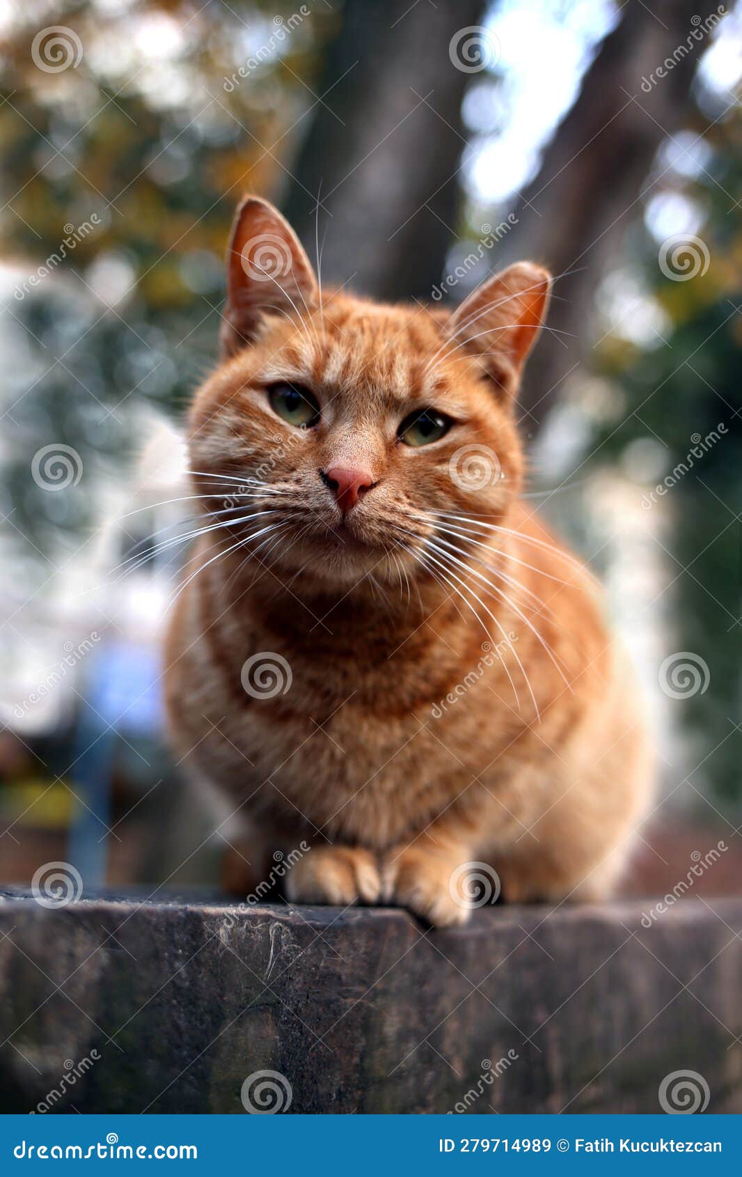 Cute, Coiled Cat Smiling in a Public Park Stock Image - Image of ...