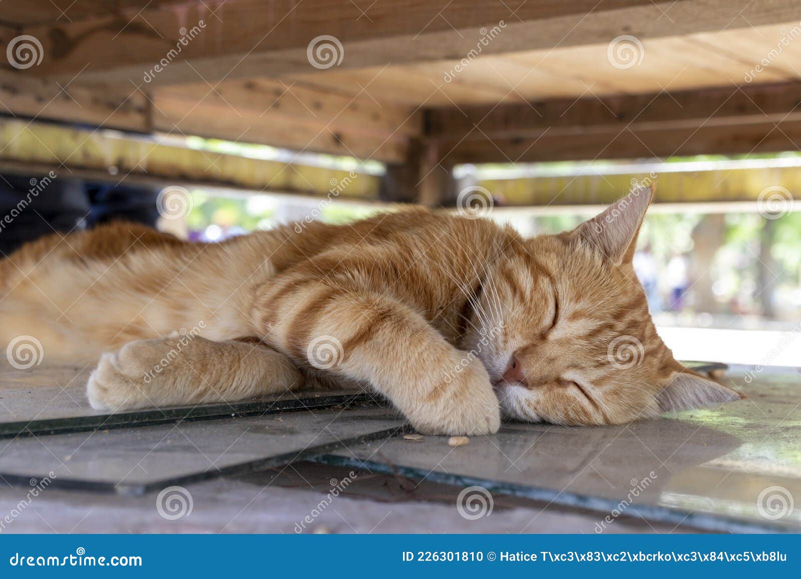 A Cute Coiled Yellow Cat Sleeping in the Canopy. Stock Photo - Image of ...