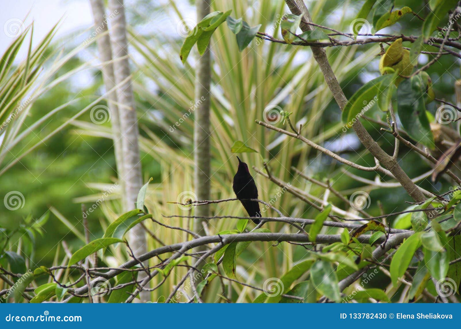 Cute colibri on tree stock photo. Image of colibri, luxuriate - 133782430