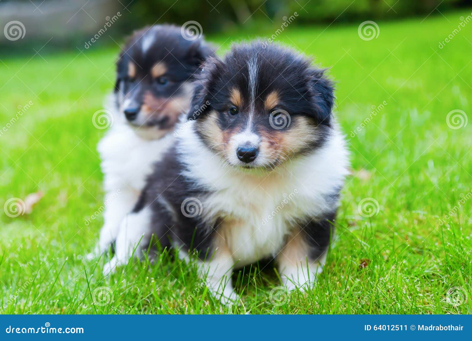 Cute Collie puppies stock image. Image of collie, pets - 64012511