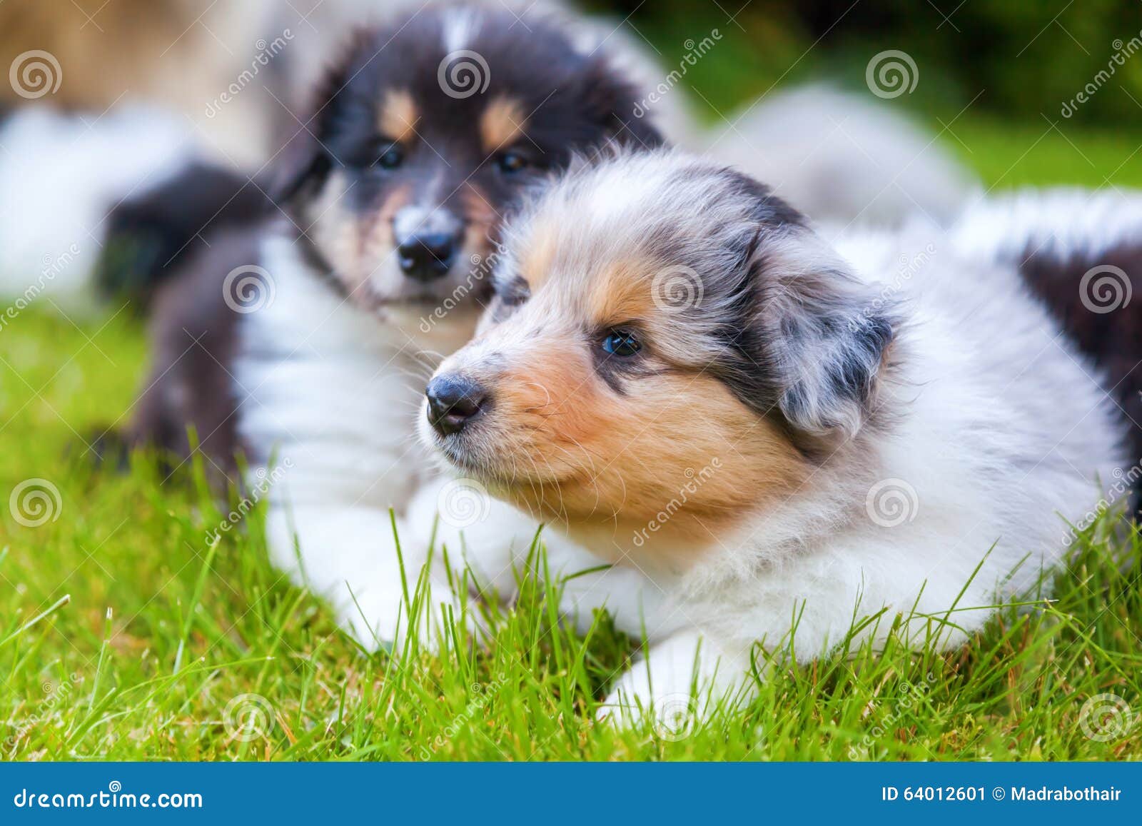 Cute collie puppies stock image. Image of haired, together - 64012601