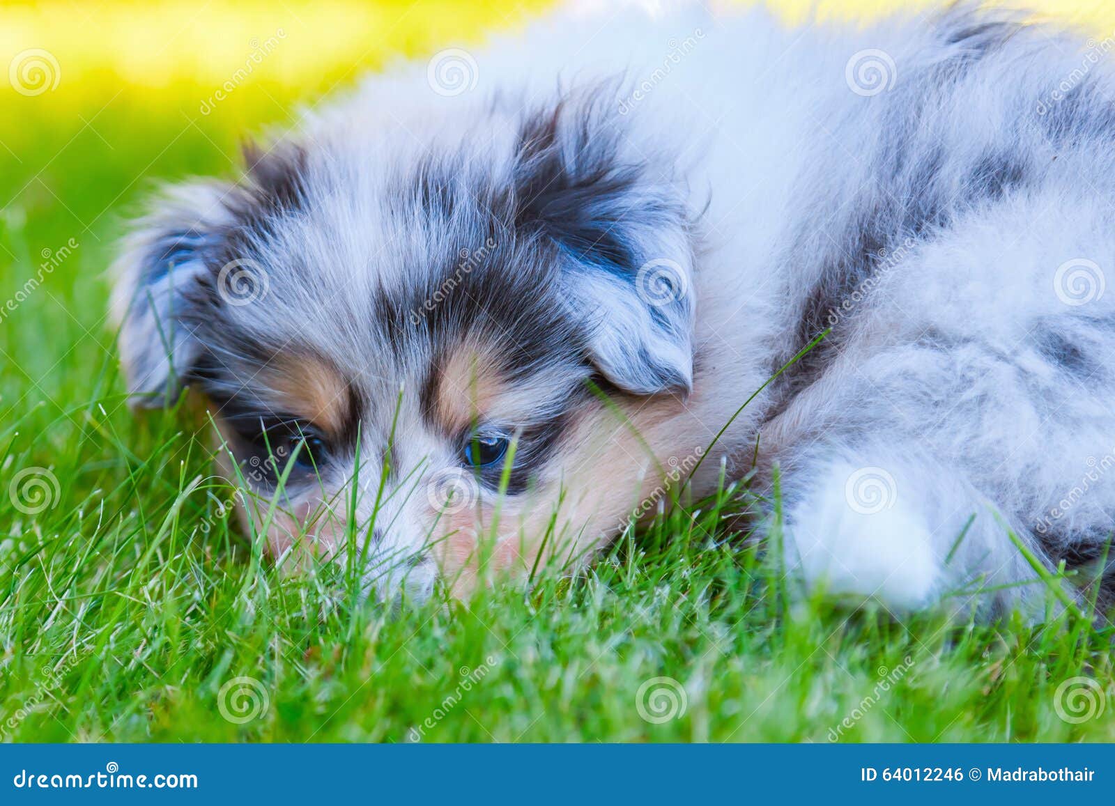 Cute collie puppy stock photo. Image of portrait, lawn - 64012246