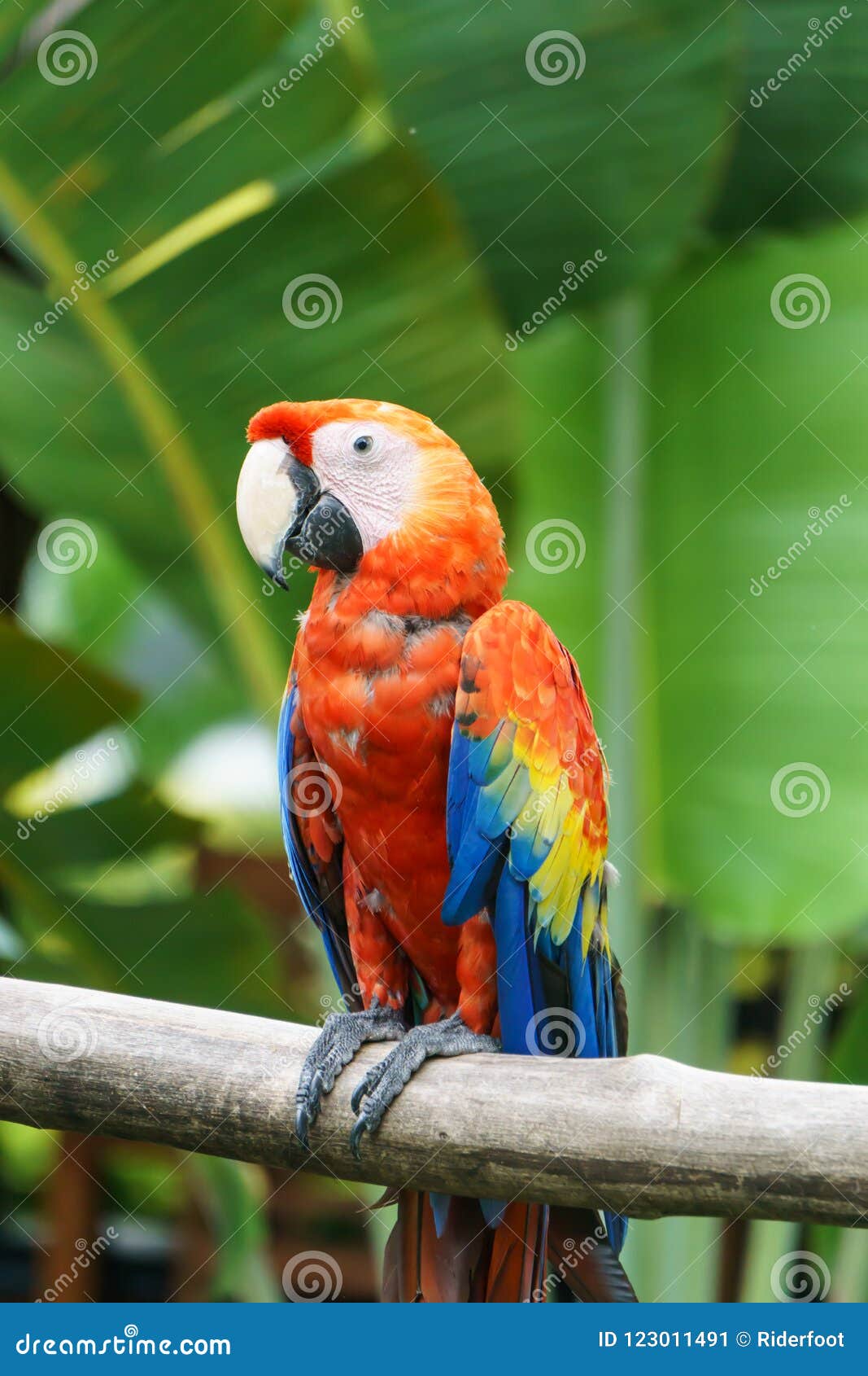Cute colored bird stock image. Image of blue, jungle - 123011491