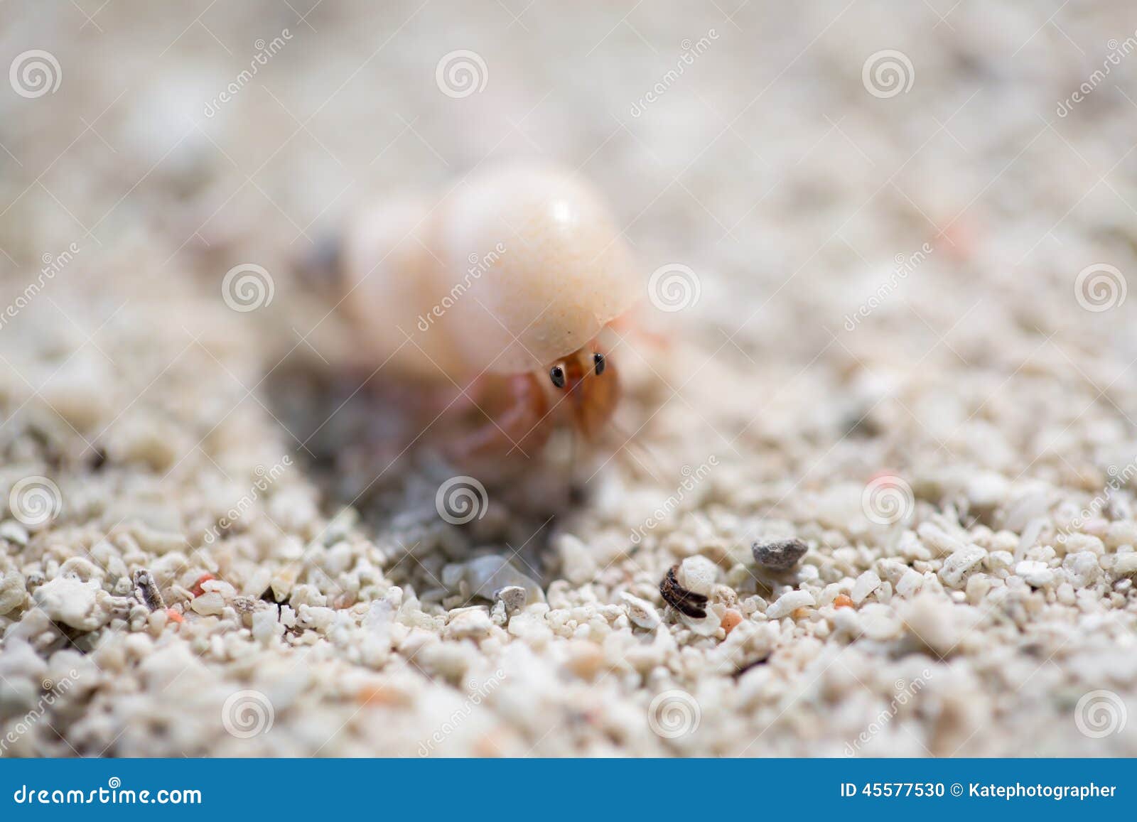 Cute colorful hermit crab. stock photo. Image of animal - 45577530
