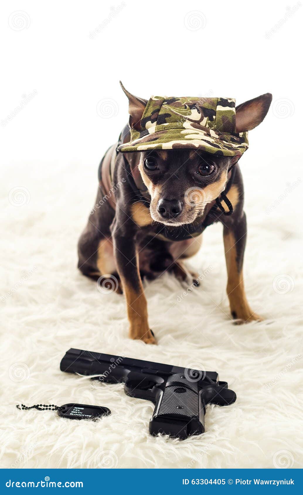 Cute commando dog stock image. Image of cute, puppy, dress - 63304405