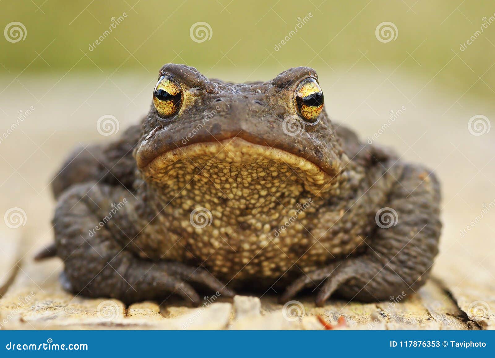 Cute Common Brown Toad Looking at the Camera Stock Image - Image of ...