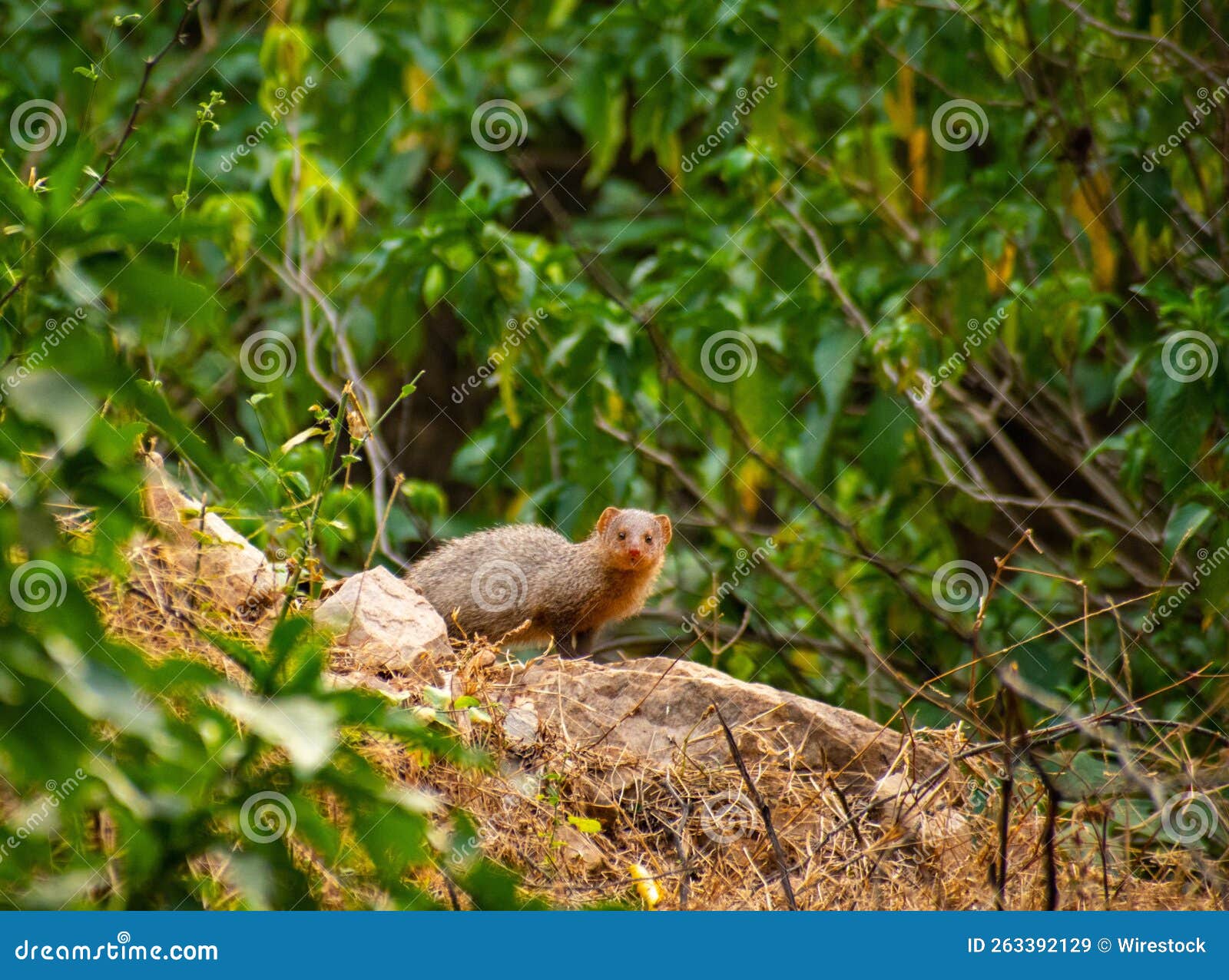Cute Common Dwarf Mongoose in the Forest Stock Image - Image of ...