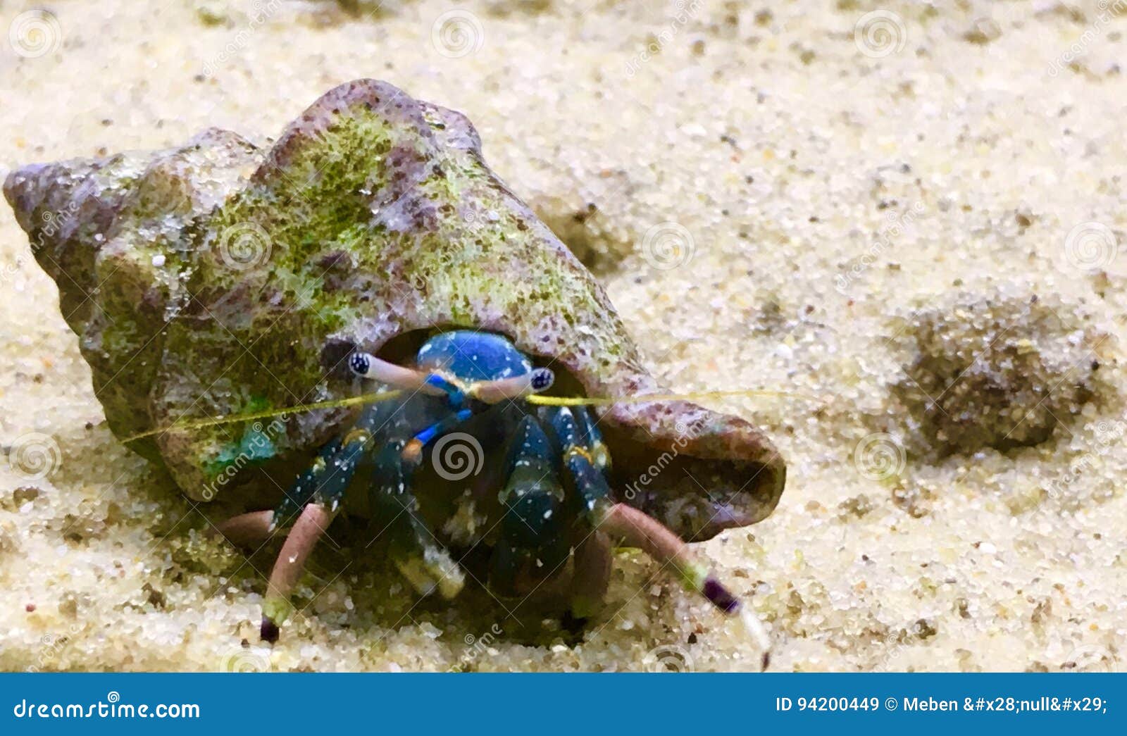 Cute Conch stock image. Image of cute, conch, water, aquarium - 94200449