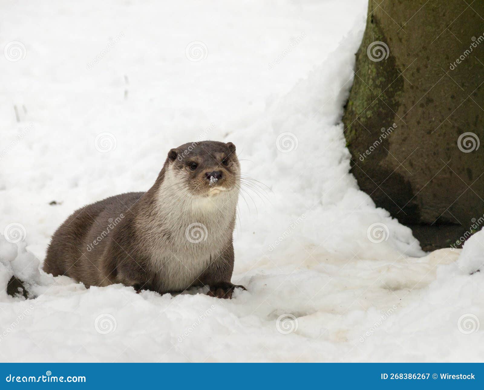 Cute Congo Clawless Otter (Aonyx Congicus) Sitting in the Snow Stock ...