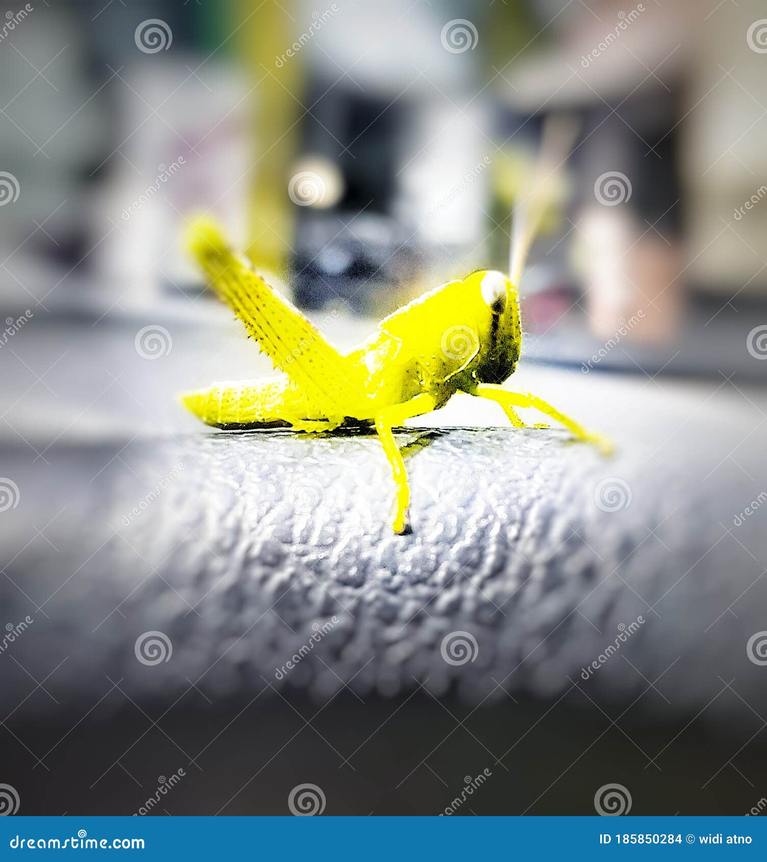 Cute and Cool Little Grasshopper Photo Stock Photo - Image of cute ...