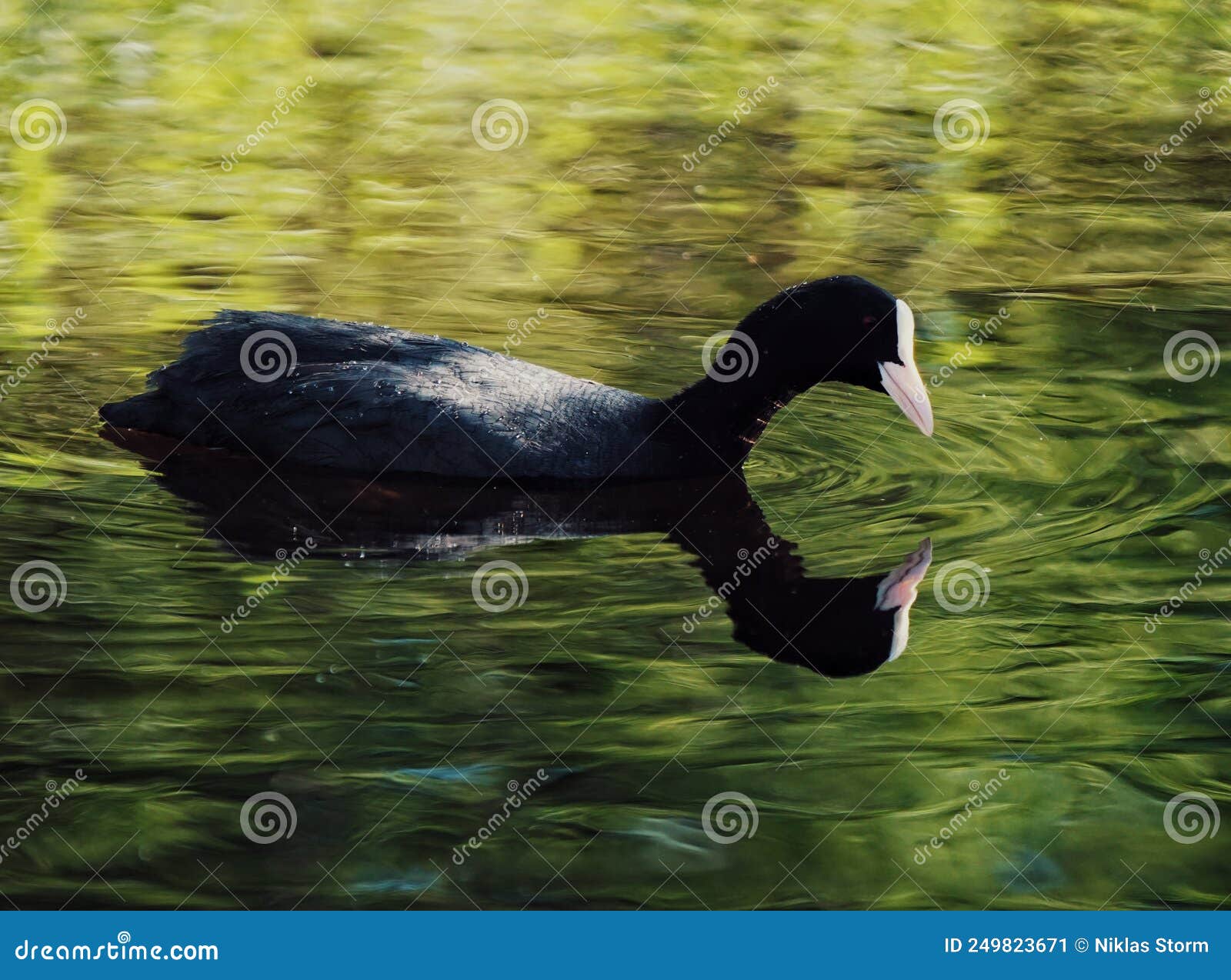 Cute Coot Swimming in the Water Stock Image - Image of bird, animal ...