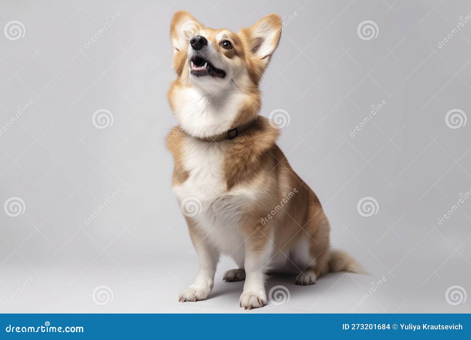 Generative AI. Corgi Dog. Illustration Of A Handsome Puppy On ...